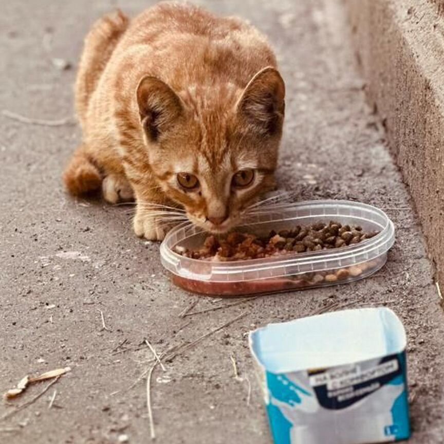 Маленький рыжий котенок под машинами