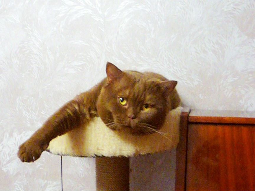Британцы
