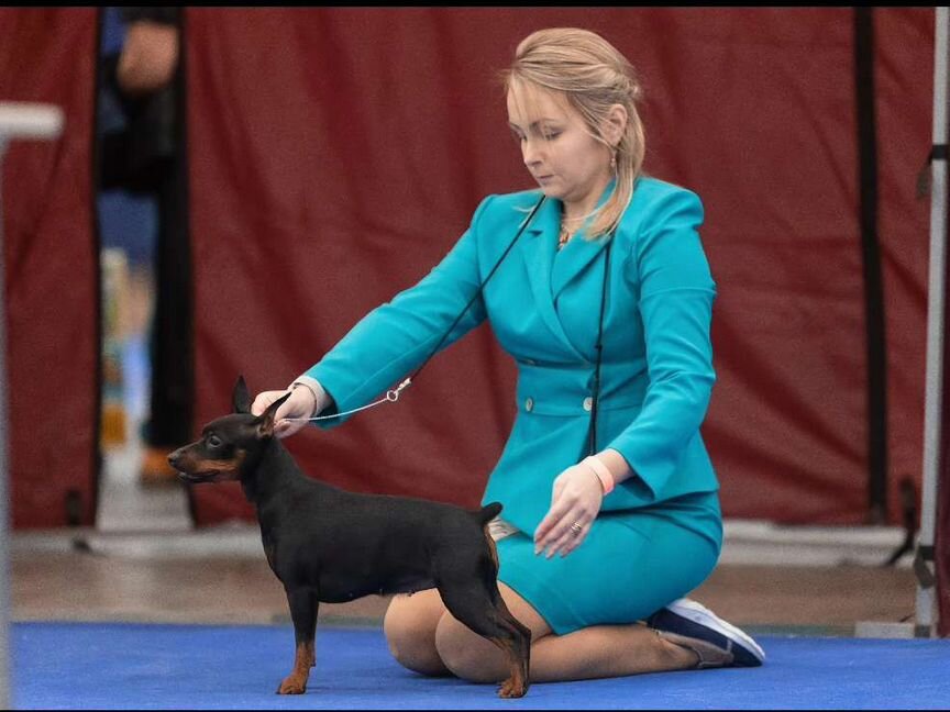 Щенки цвергпинчера