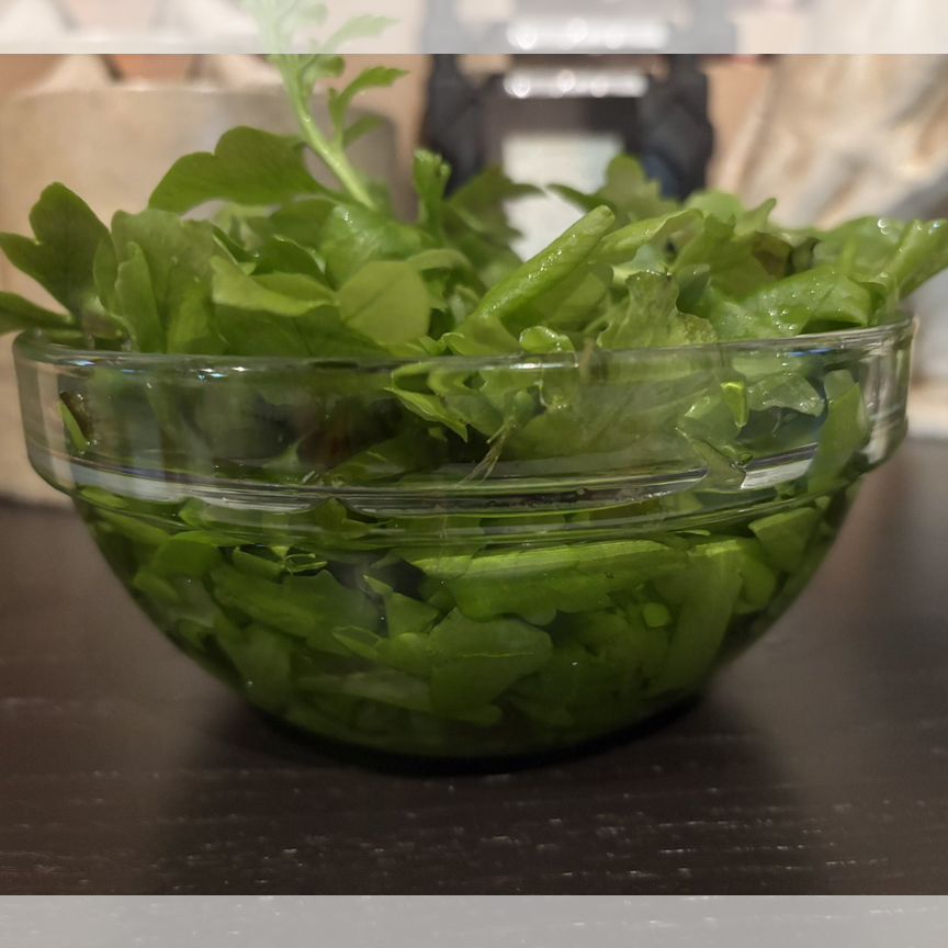 Папортник крыловидный аквариумный