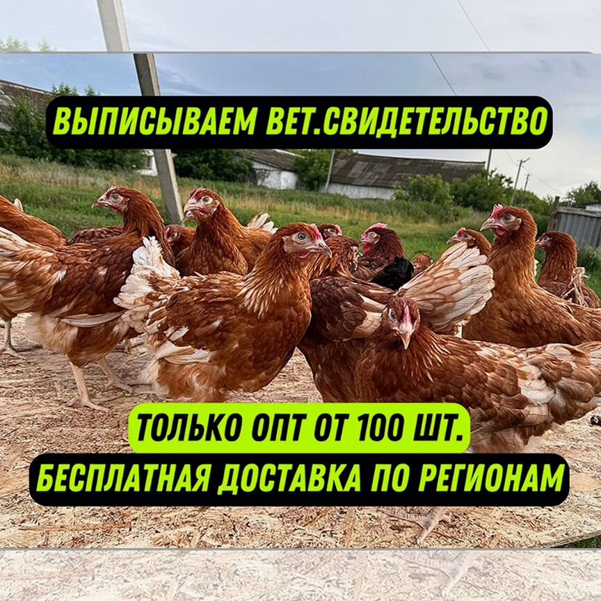 Куры оптом различные породы с доставкой