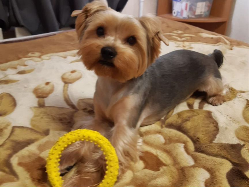 Йоркширский терьер