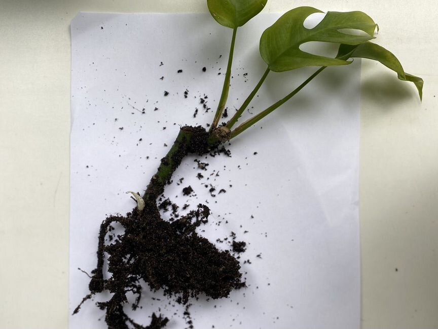 Рафидофора тетрасперма