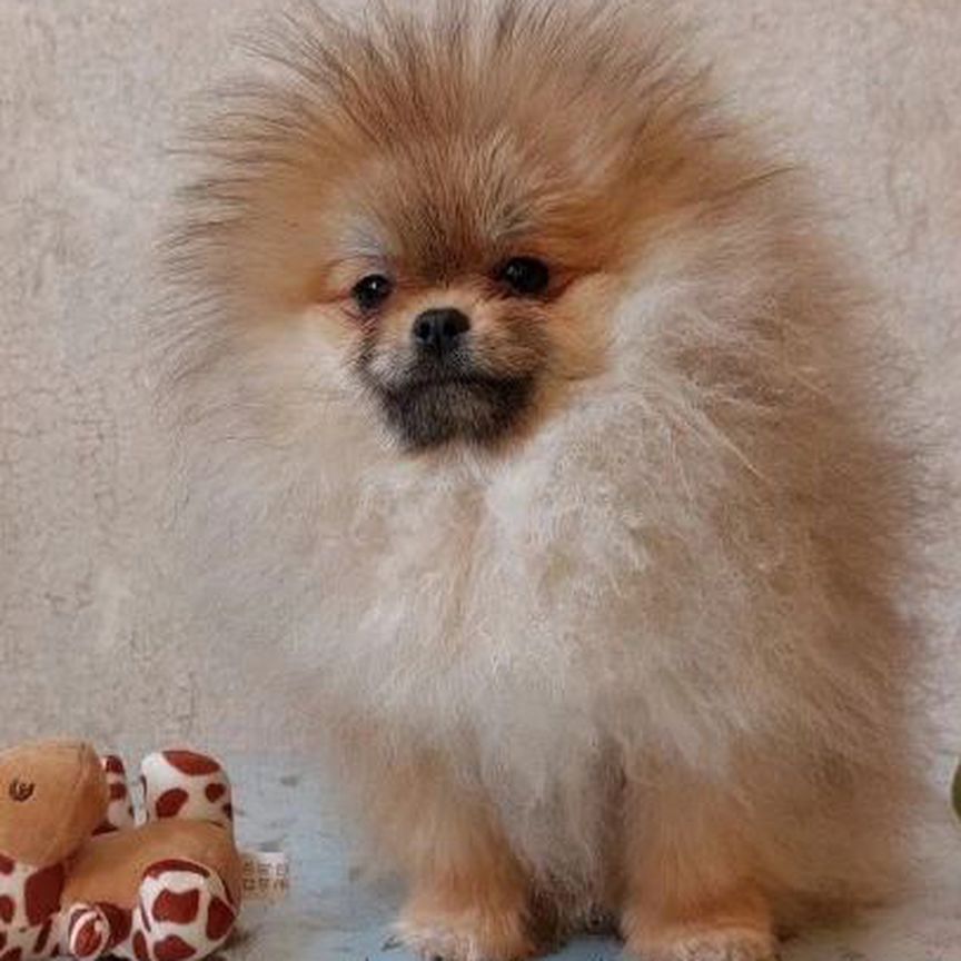 Померанский шпиц, щенок