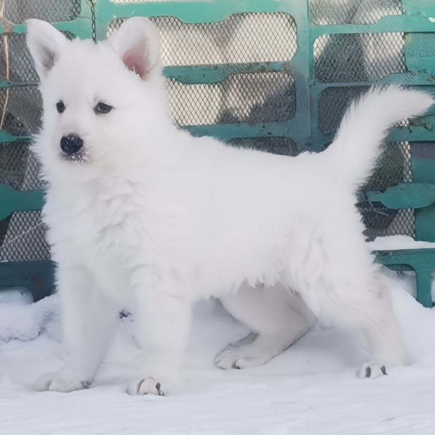 Белая швейцарская овчарка, щенок