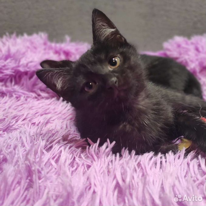 Наоми чёрный котёнок 2 мес