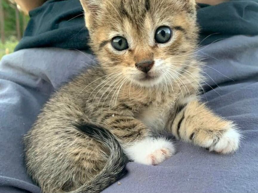 Котенок Кузя, возраст 1,5 мес, ищет дом
