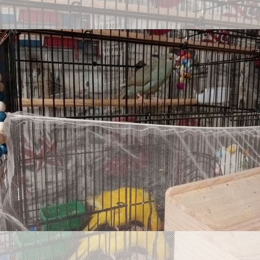 Попугай какарик