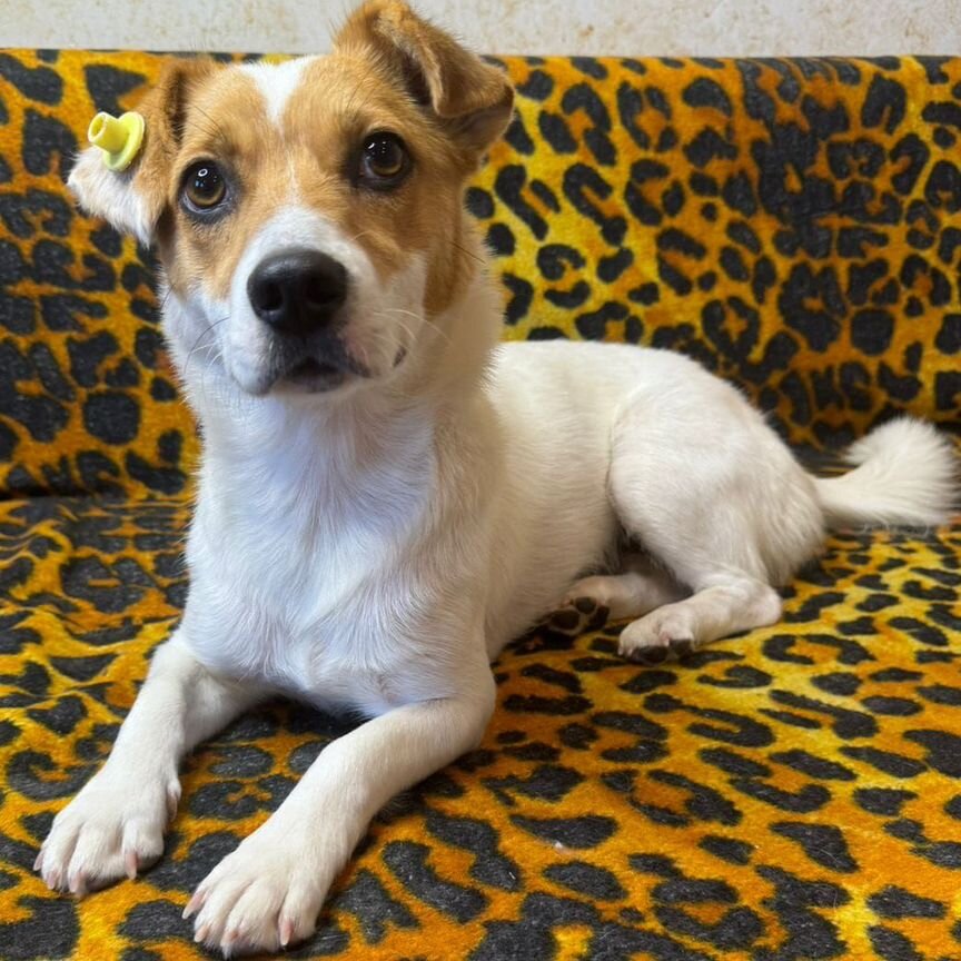 Ищет дом не большая собачка Ася