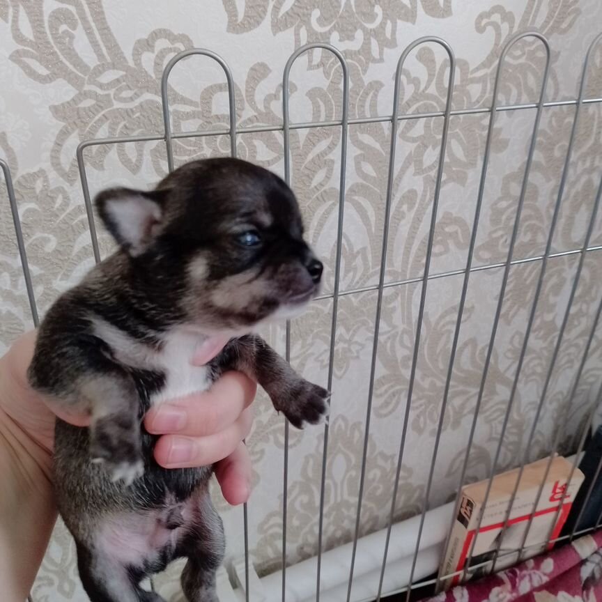 Щенки чихуахуа