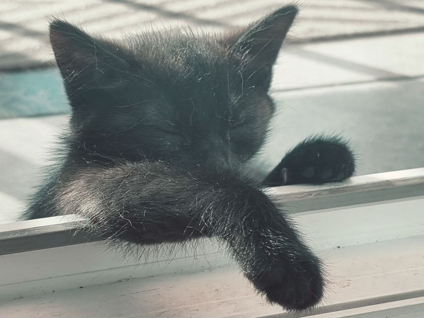 Бомбейской породы Котята