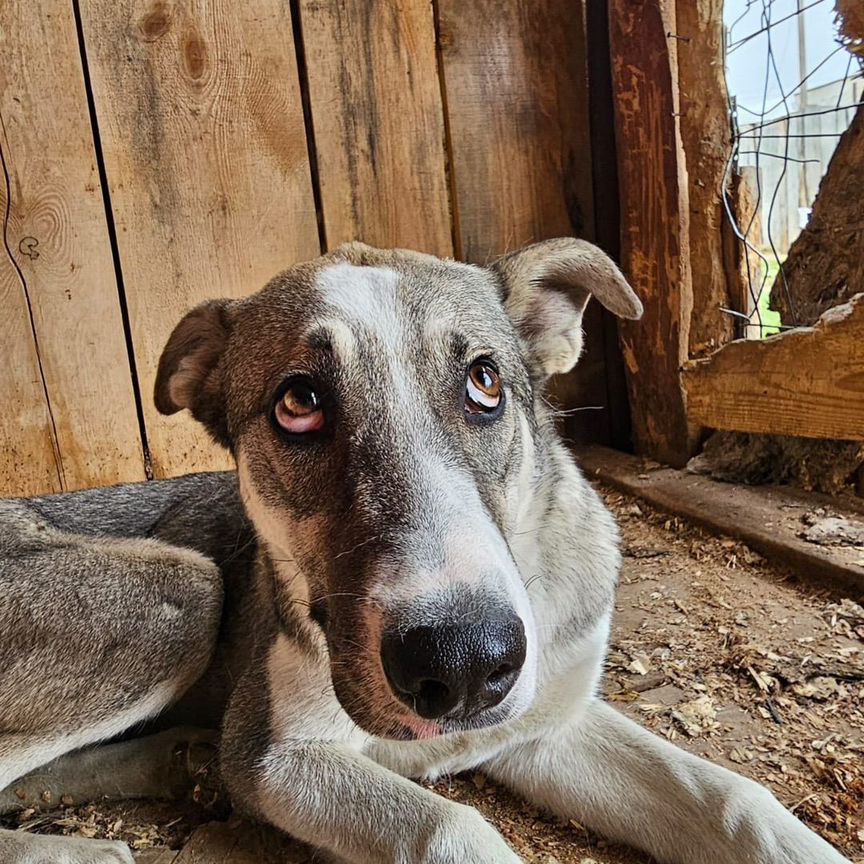 Собака в добрые руки девочка