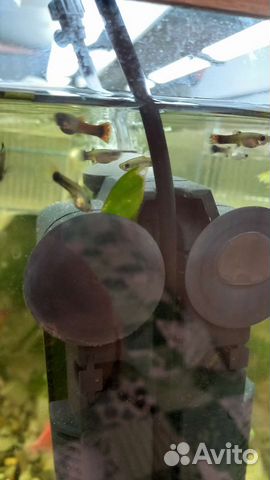 Аквариумные рыбки гуппи