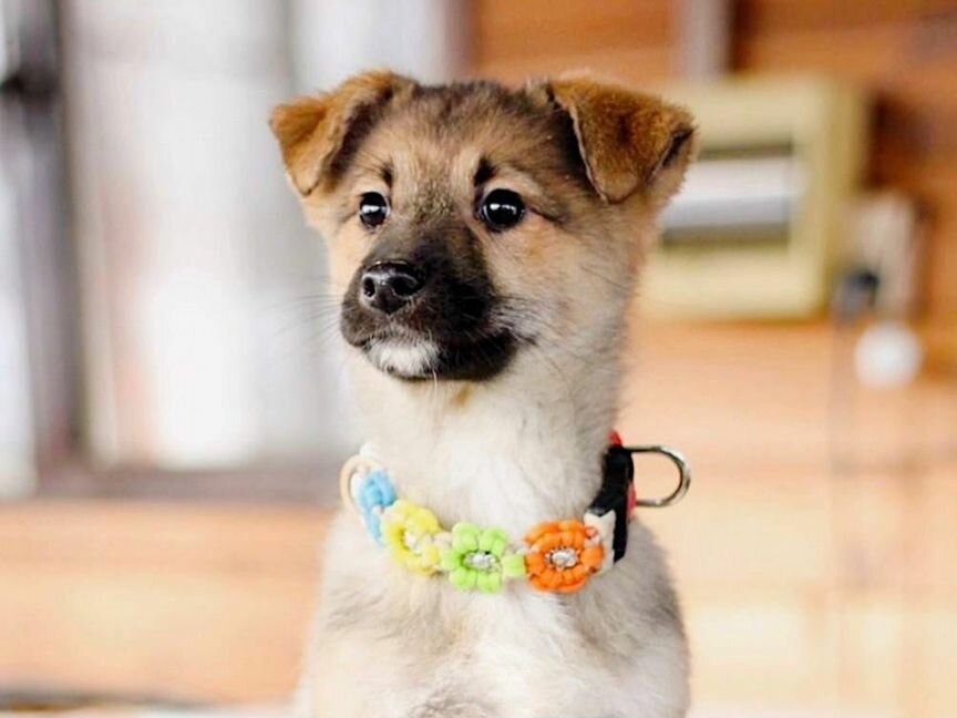 Щенок девочка метис овчарки в дар