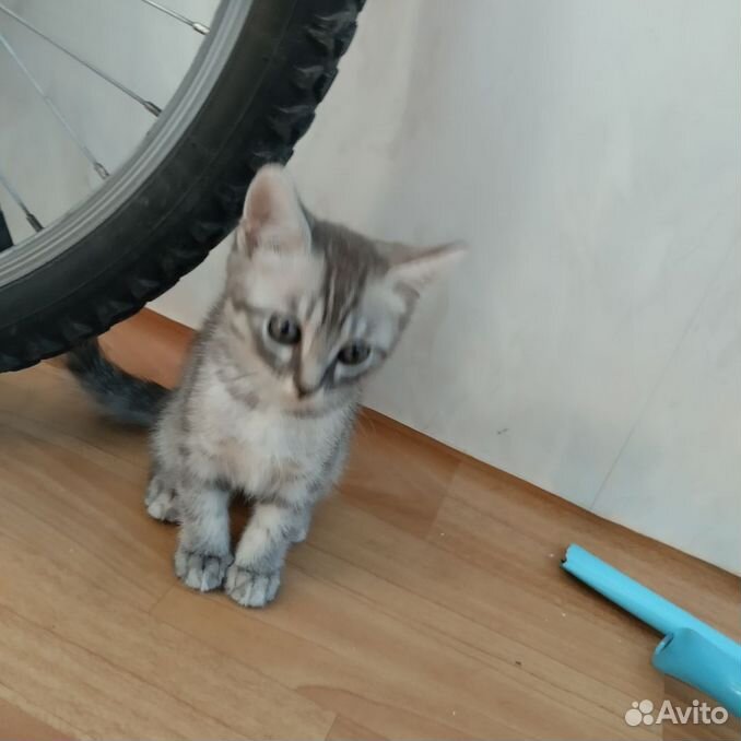 Кошка Шотландская девочка 2 месяц отдам бесплатно