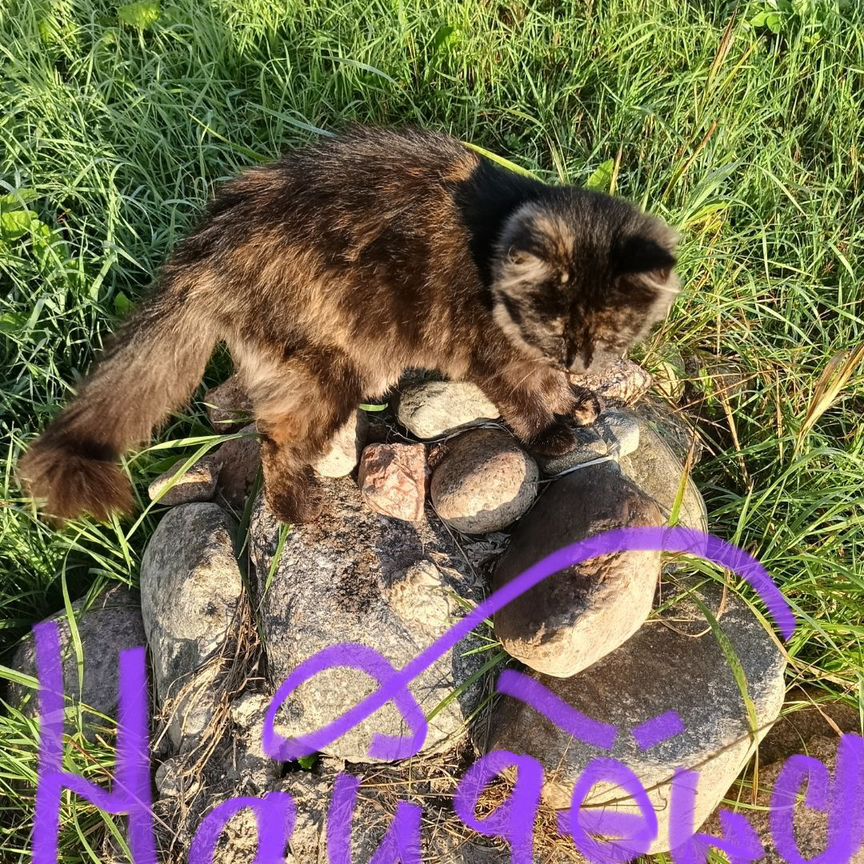Кошка пуховая пёстрая