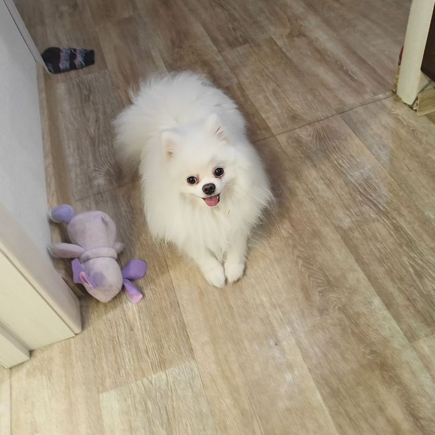 Померанский шпиц мини белый