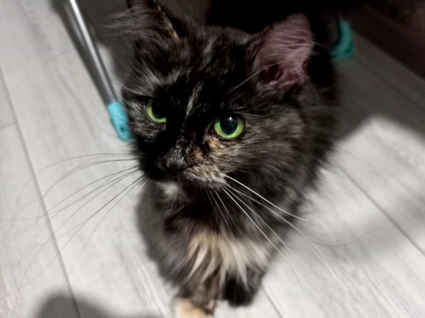 Кошечка в добрые руки