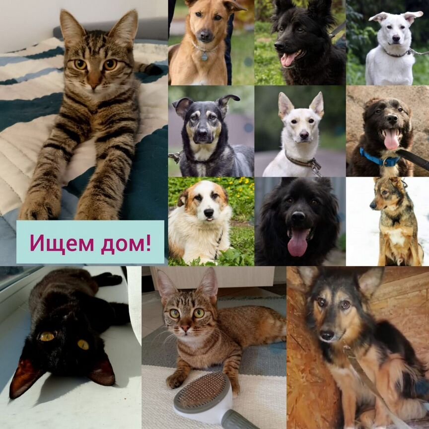 Спасены из отлова, ищут дом