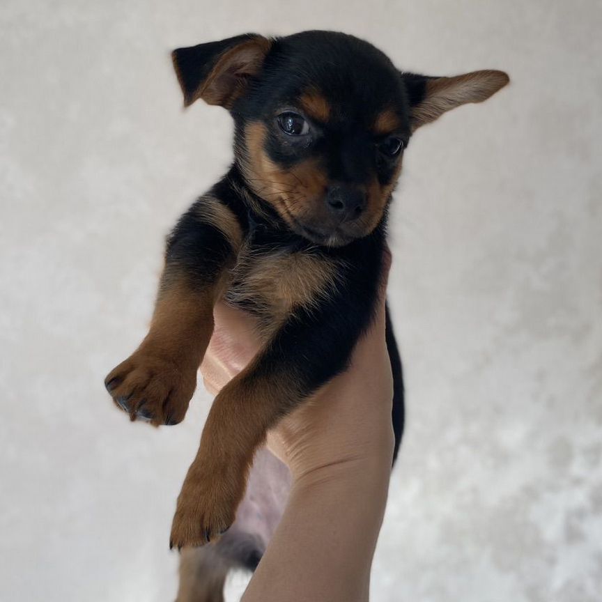 Йоркширский терьер щенки стандарт