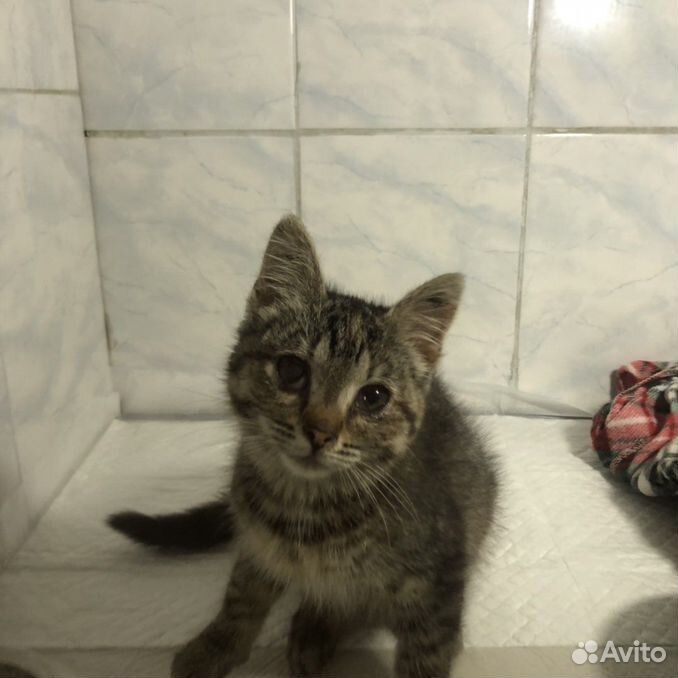 Кошка - котёнок 4 месяца