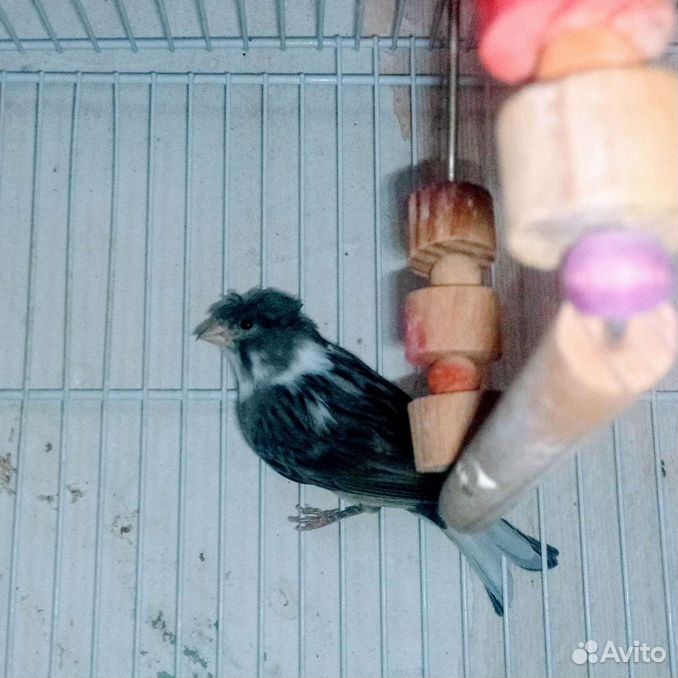 Ищем канарейку для кенара