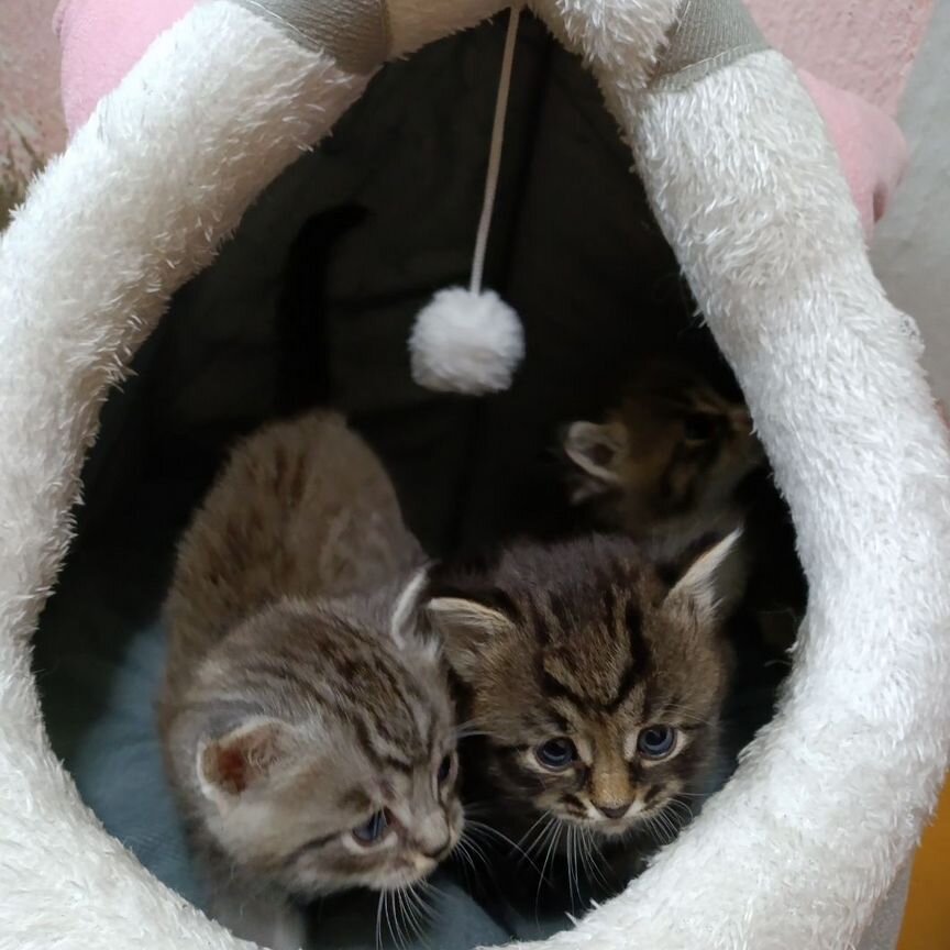 Отдам кота в добрые руки бесплатно
