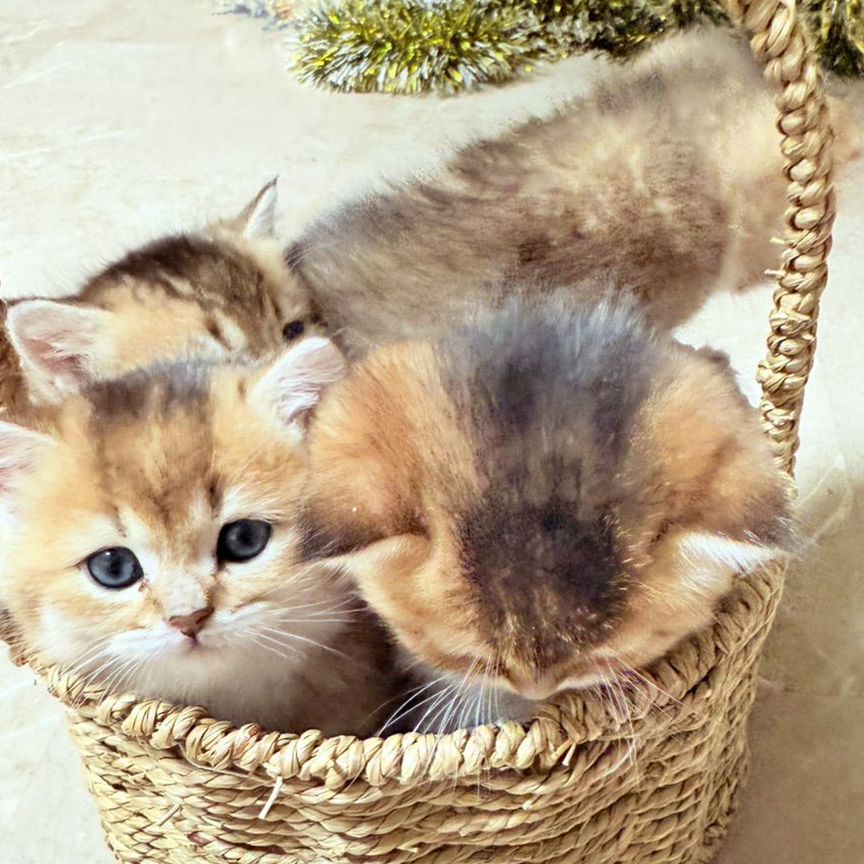 Британский короткошёрстный котёнок