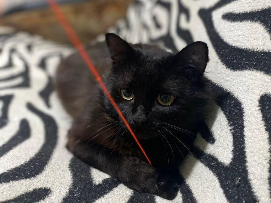 Черный котик