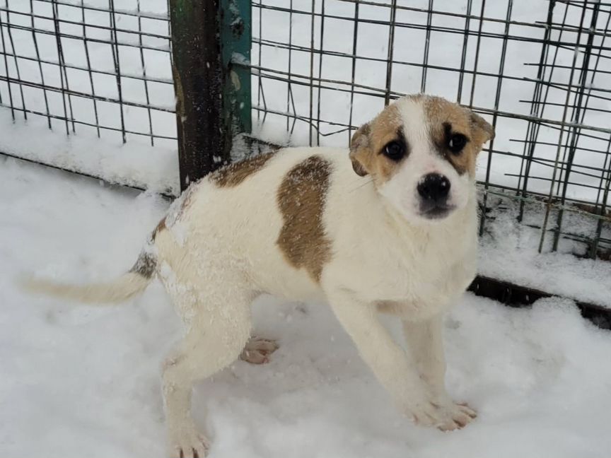 Щенок трясется от холода в приюте