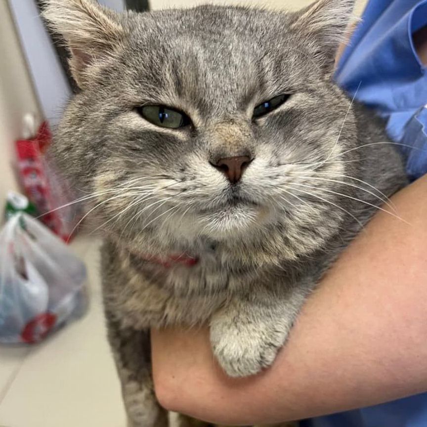 Котик ищет дом