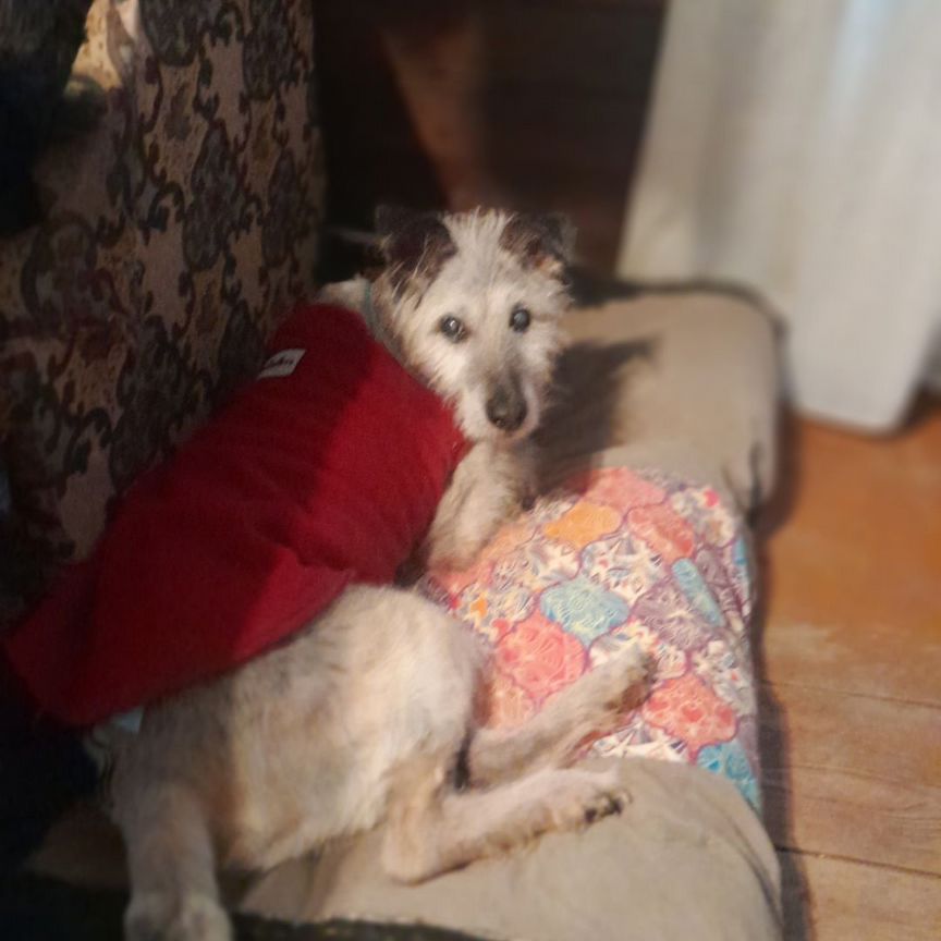 Собака в добрые руки