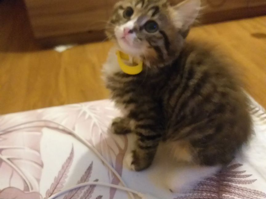 Котенок 2-3месяца в добрые руки