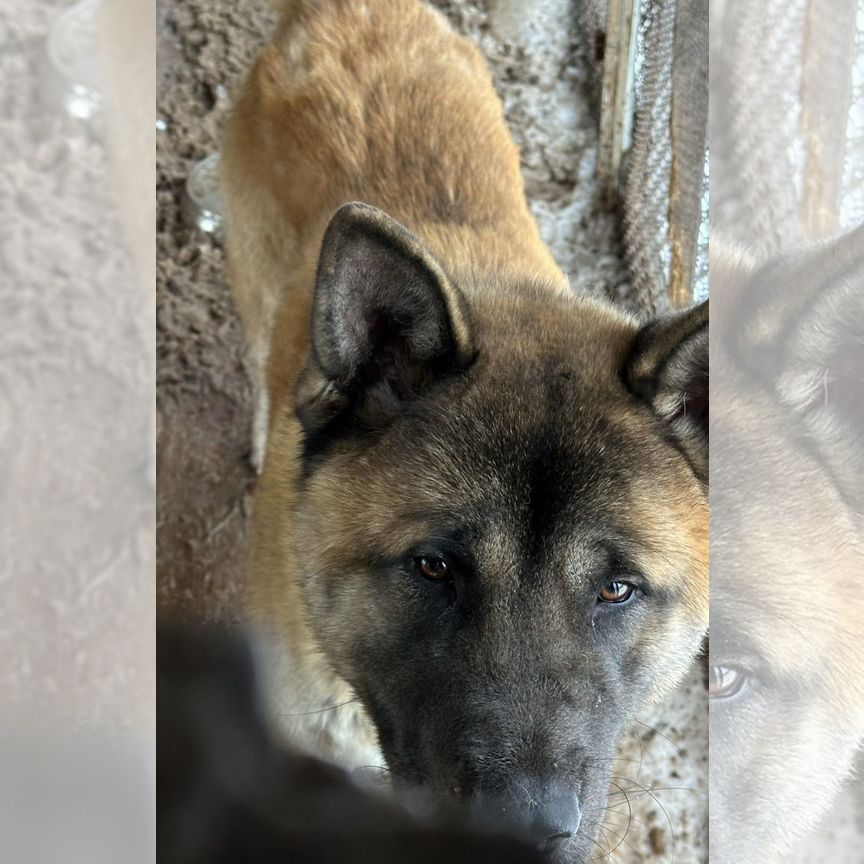 Американская акита, взрослый пёс