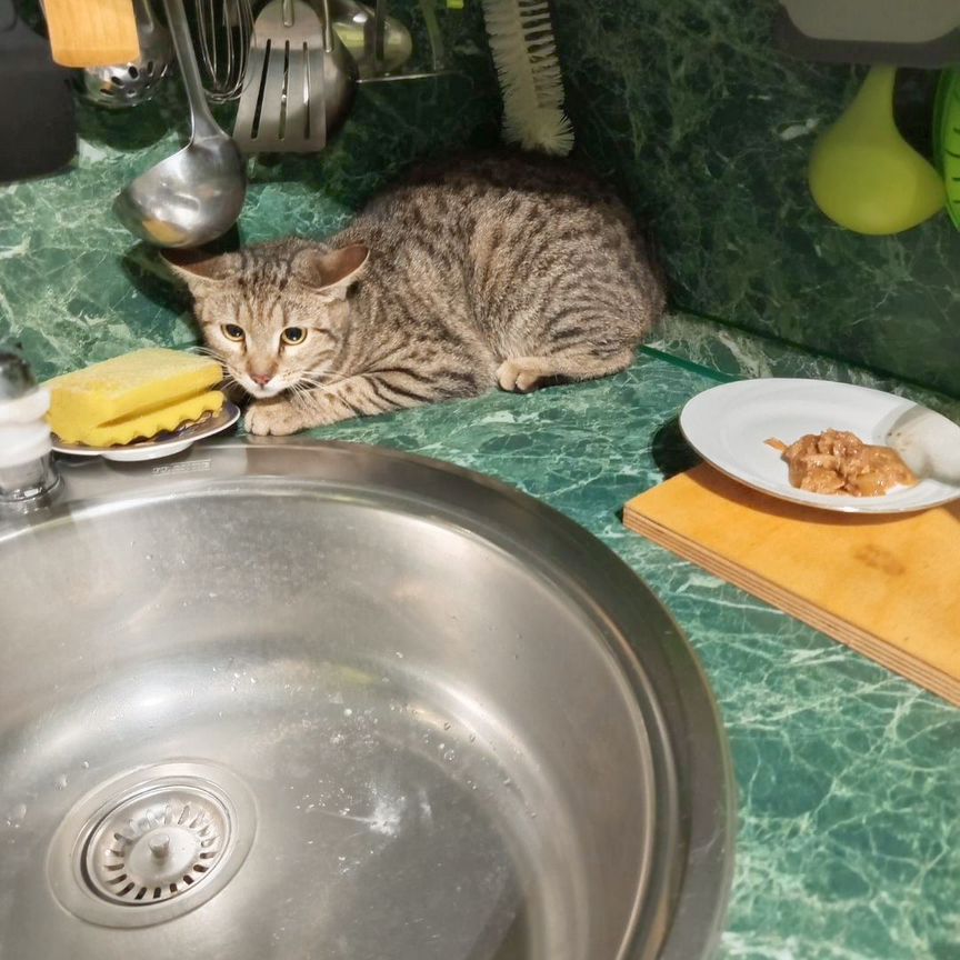 Кошка в добрые руки