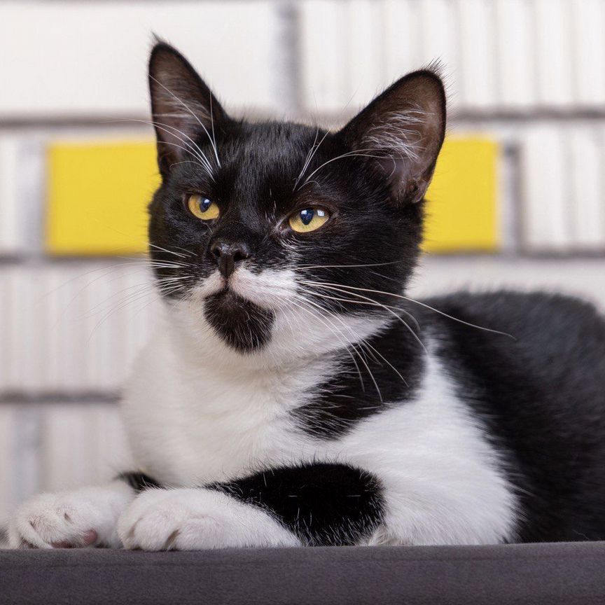 Кот Шнурок в добрые руки