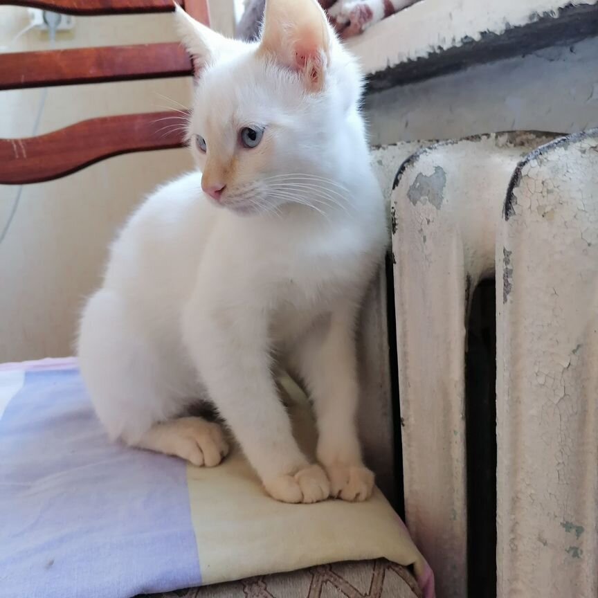 Котенок Тимоша ищет семью