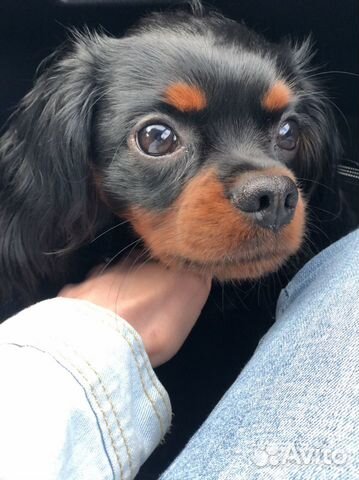 Вязка/Кавалер кинг чарльз спаниель