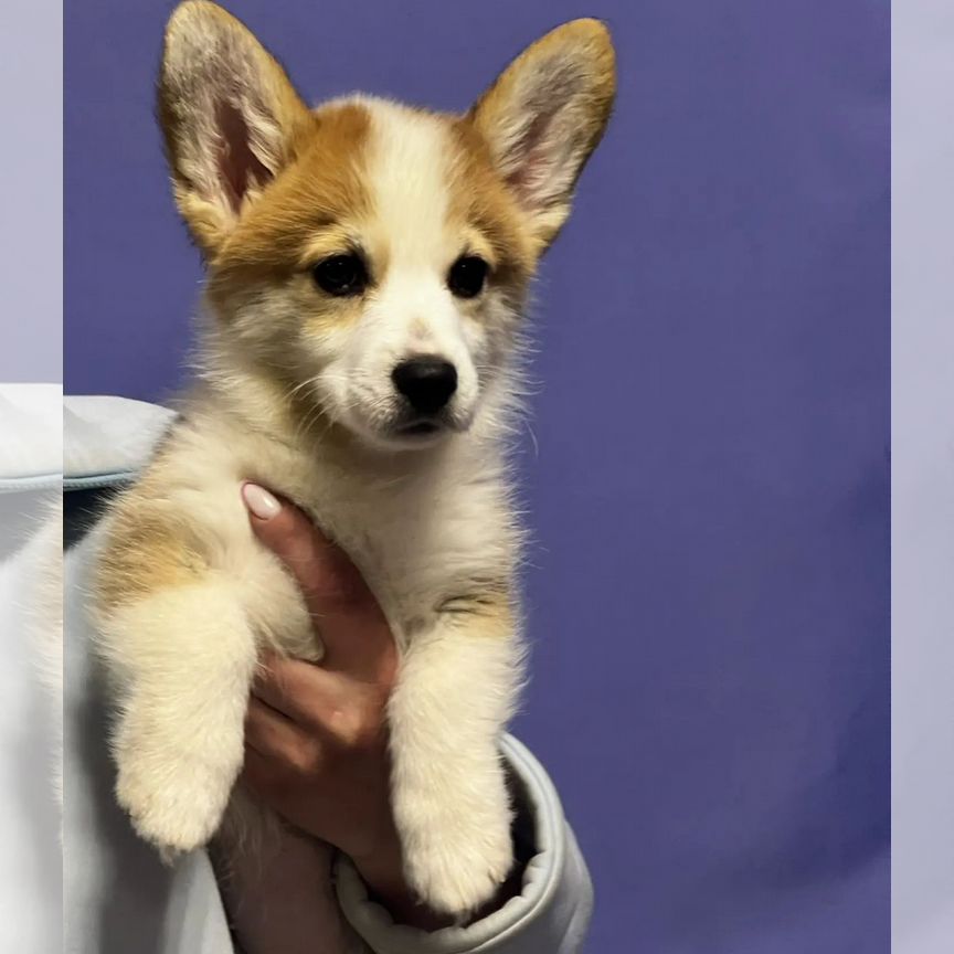 Вельш Корги Пемброк, щенок