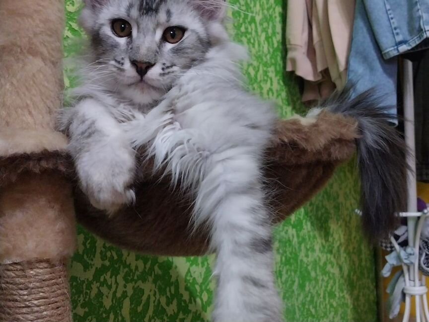 Мейн-кун