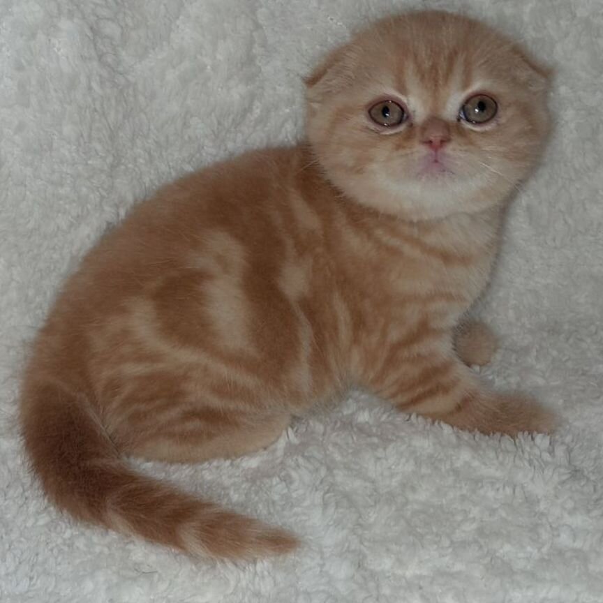 Няшные пупсики