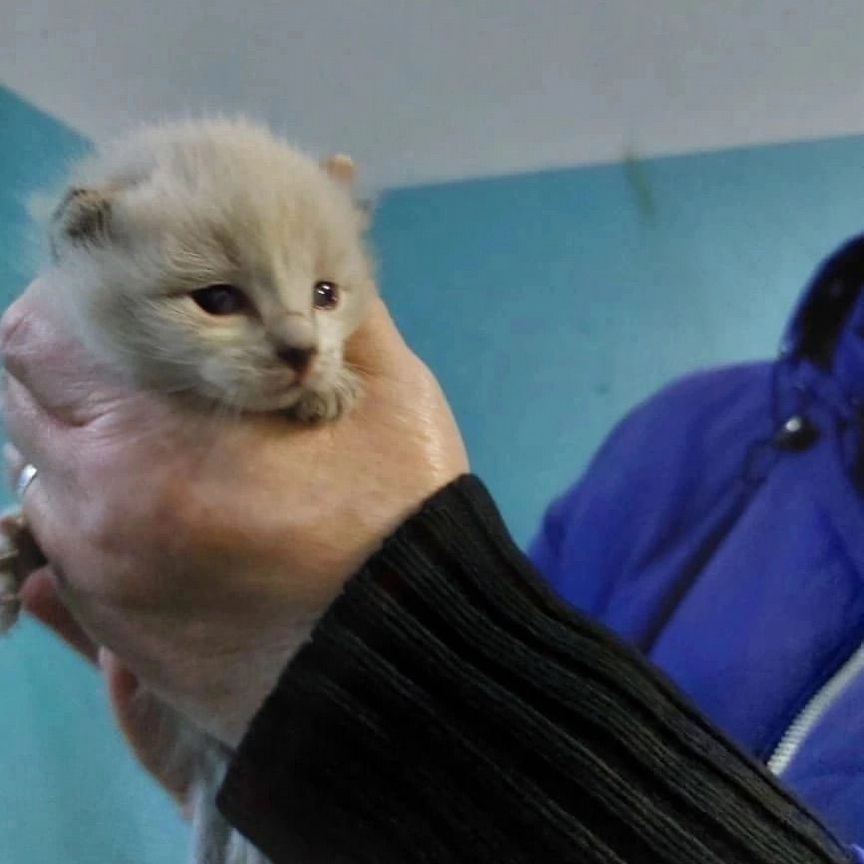 Кошка с котенком нуждаются в помощи