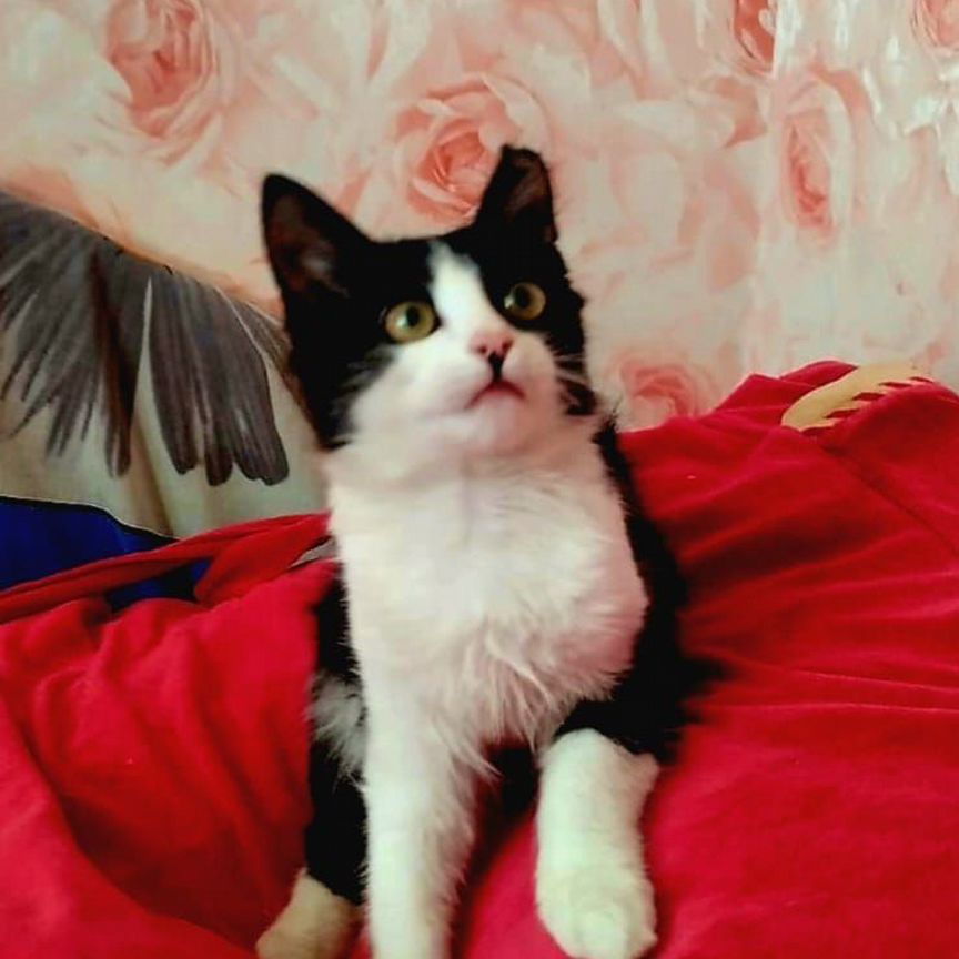 Ласковая ласкуша Ласка