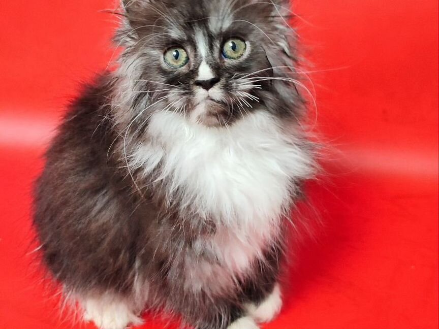 Продам девочку кокетку породы мейн-кун