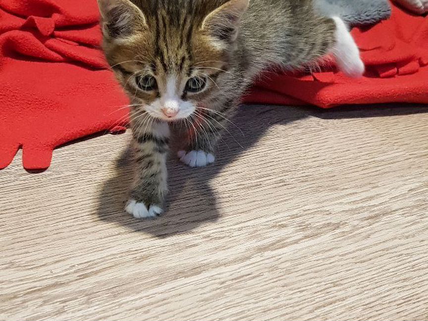 Кот в дар бесплатно