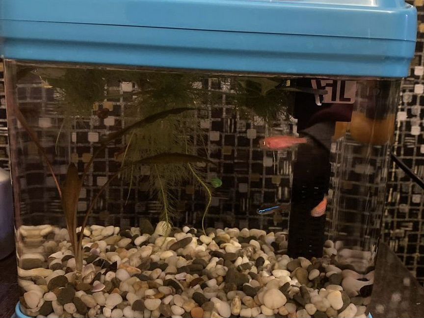 Аквариум 4л