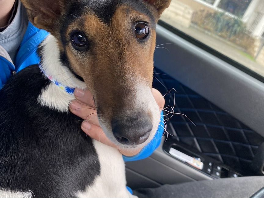 Найдена собака фокстерьер