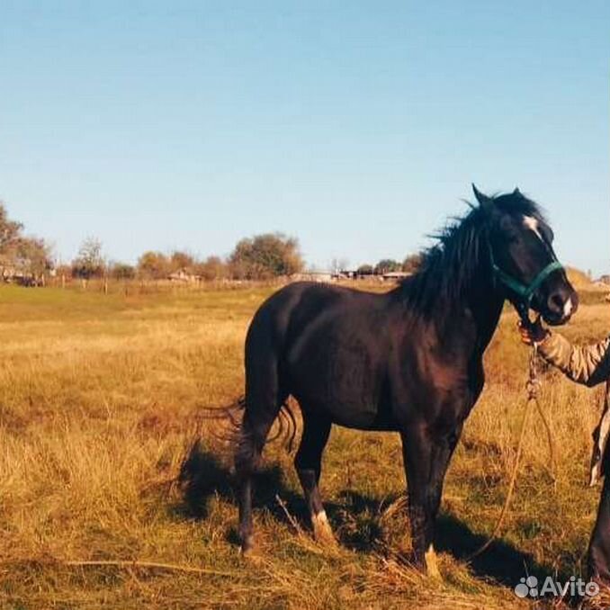 Карачаевский жеребец
