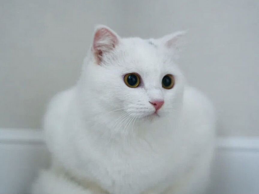 Ева в добрые руки