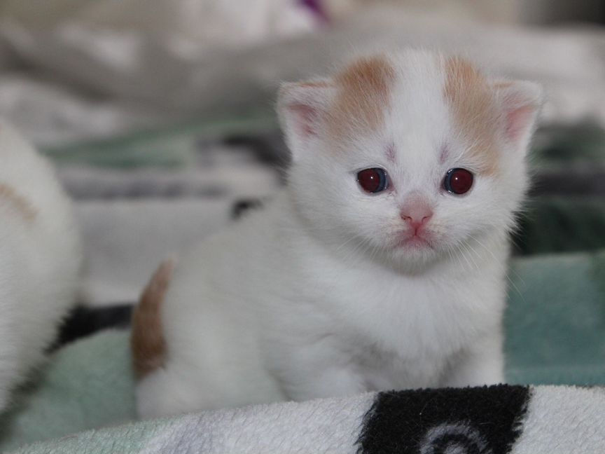 Котята британцы, шотландцы